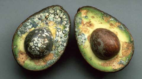 10 Ways to Know If Your Avocado Has Gone Bad - Kelly To Eat