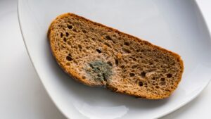 What Happens If You Eat Moldy Bread by Accident? - Kelly To Eat